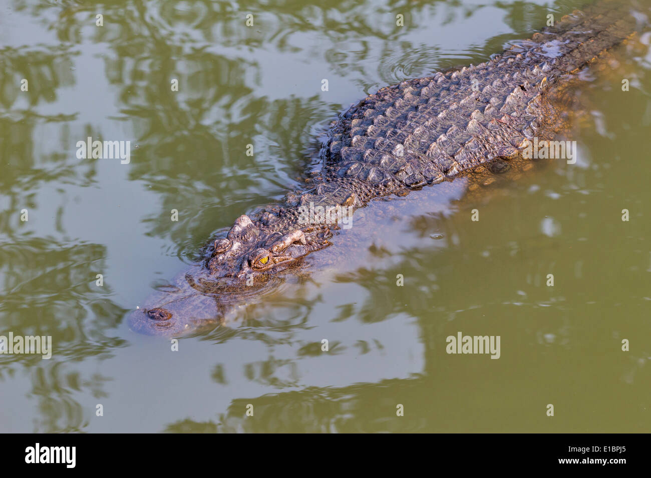 Crocodylus siamensis in thailand hi-res stock photography and images ...