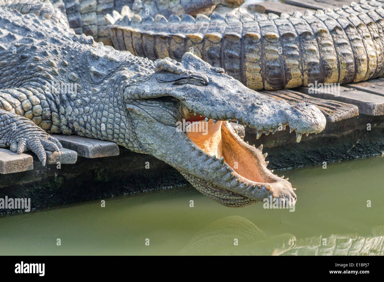 Crocodylus siamensis in thailand hi-res stock photography and images ...