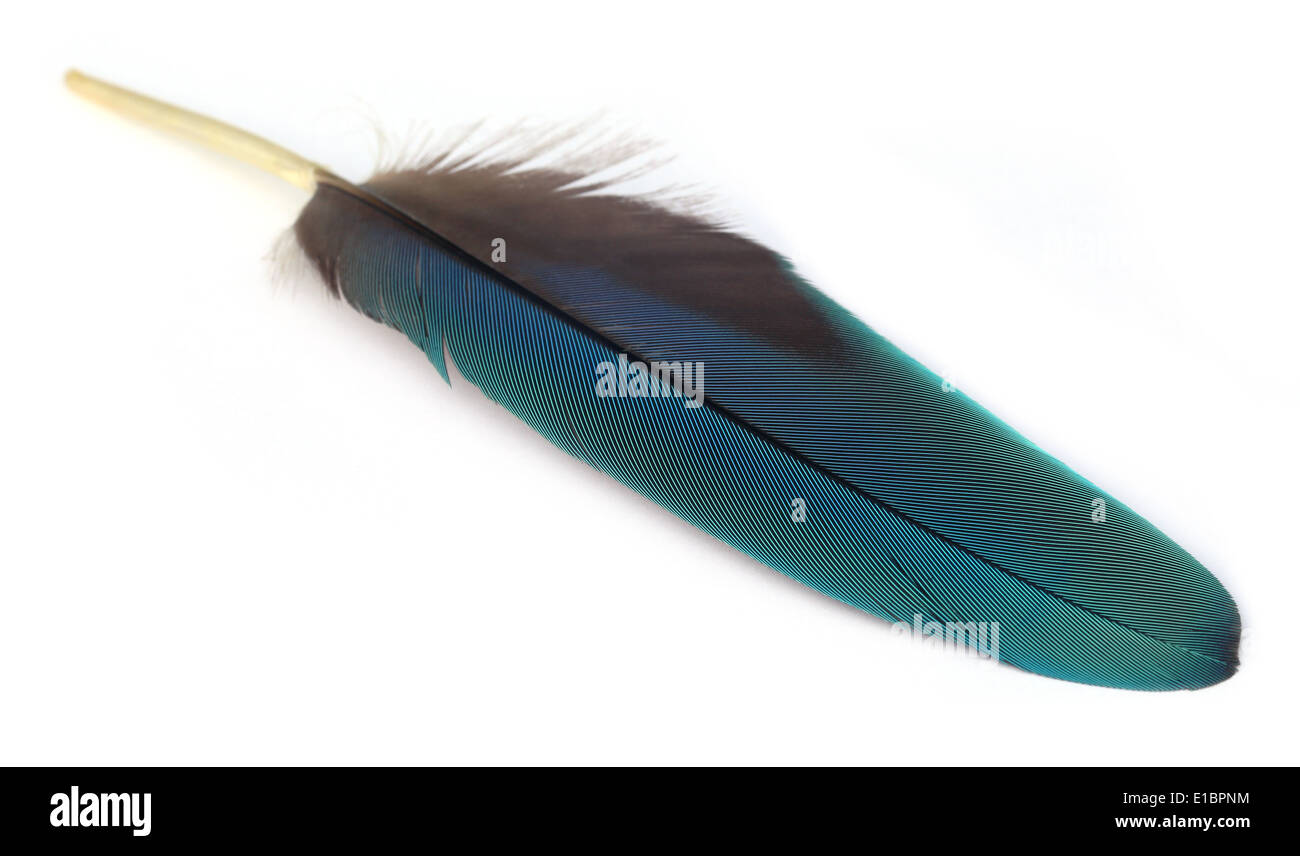Colorful quill of macaw bird over white background Stock Photo - Alamy