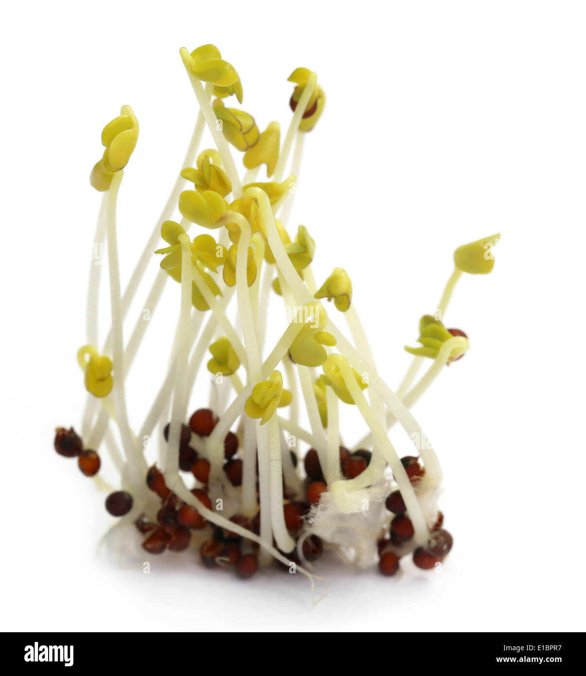 Newly germinating seedling of mustard over white background Stock Photo ...