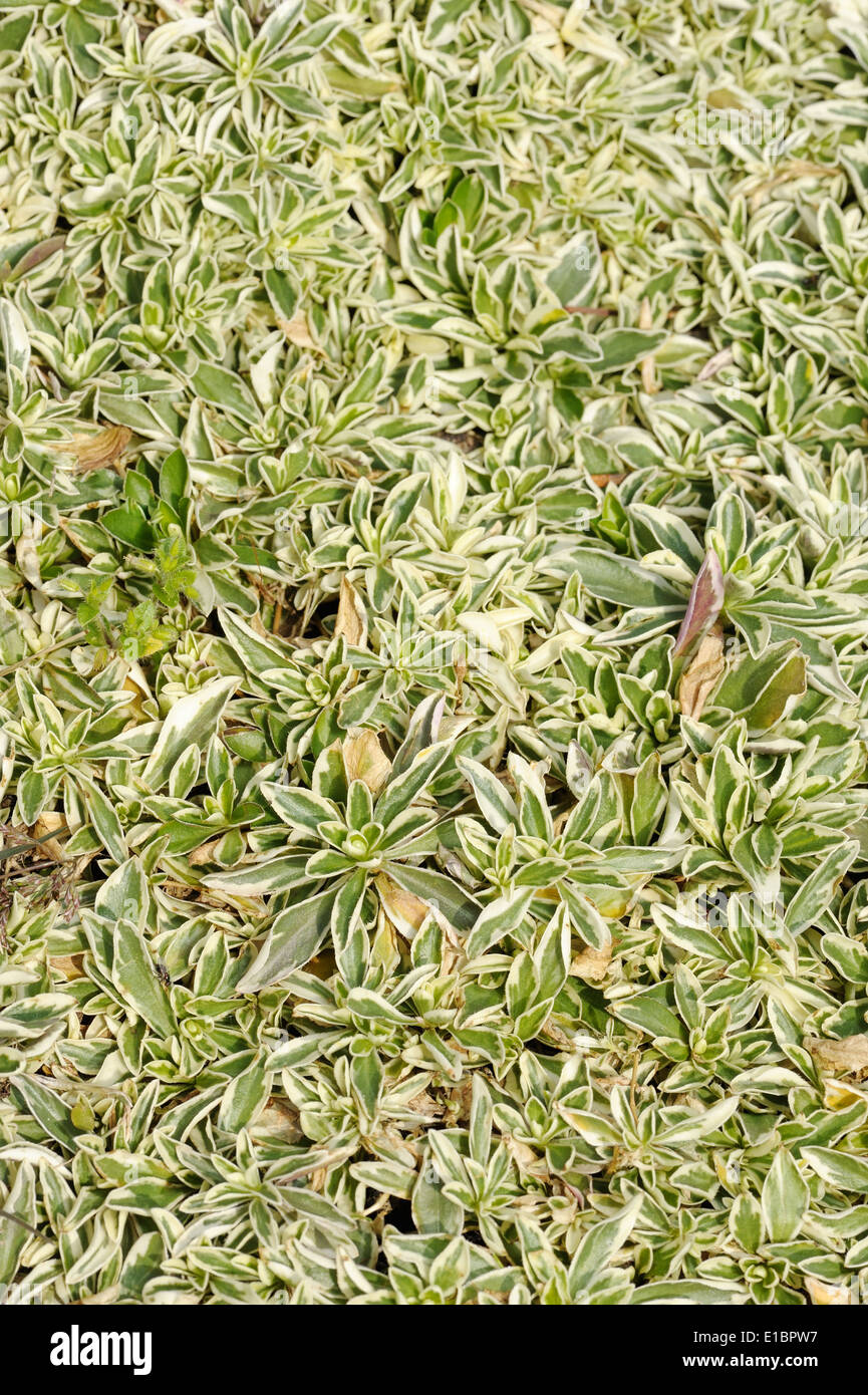 Groundcover Plant Decorative Texture In High Resolution Stock ...
