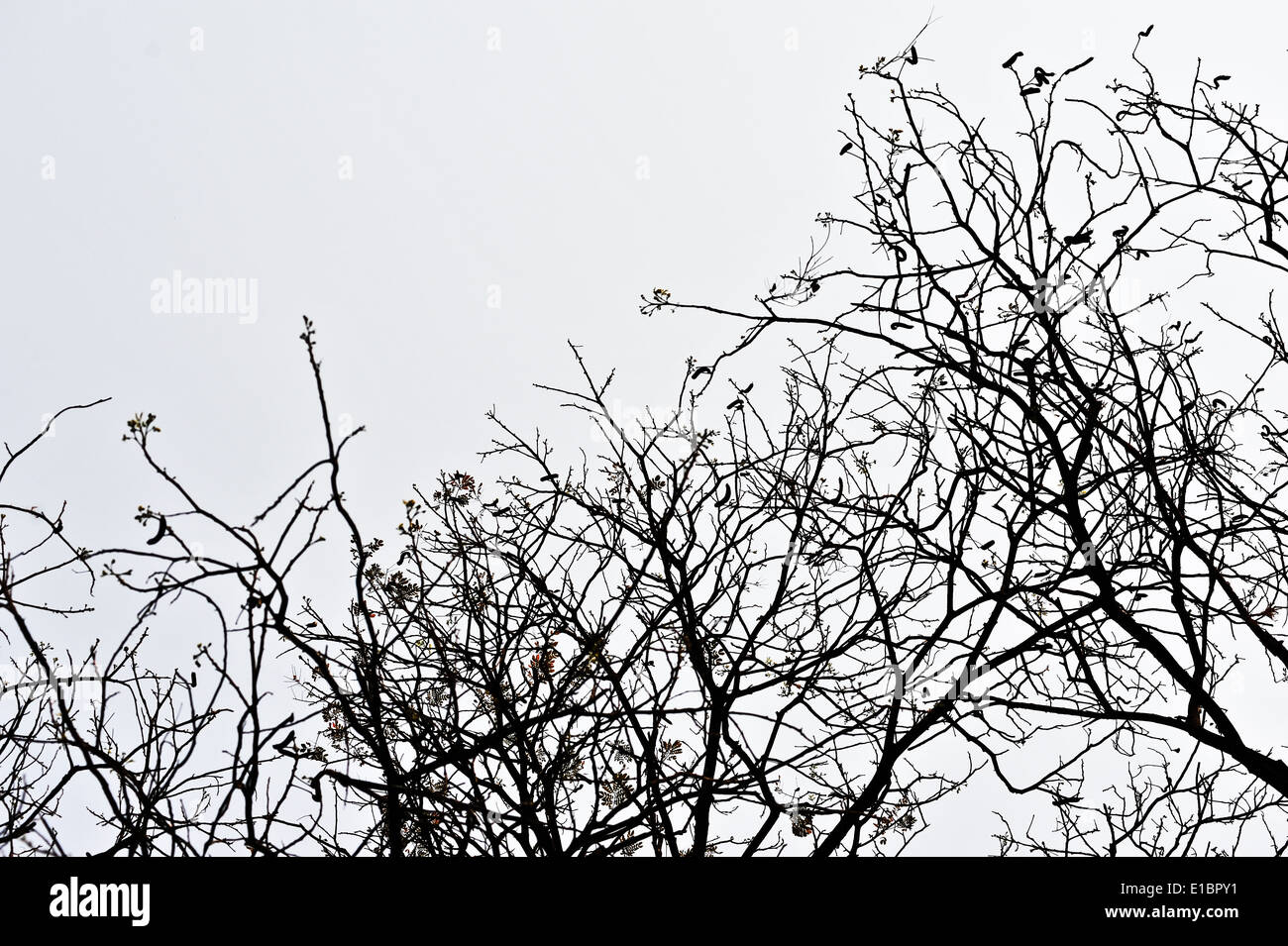 Dead Tree without Leaves Stock Photo - Alamy
