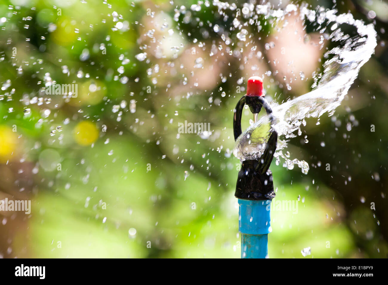 Sprinkler splashing water the lawn close up background Stock Photo - Alamy