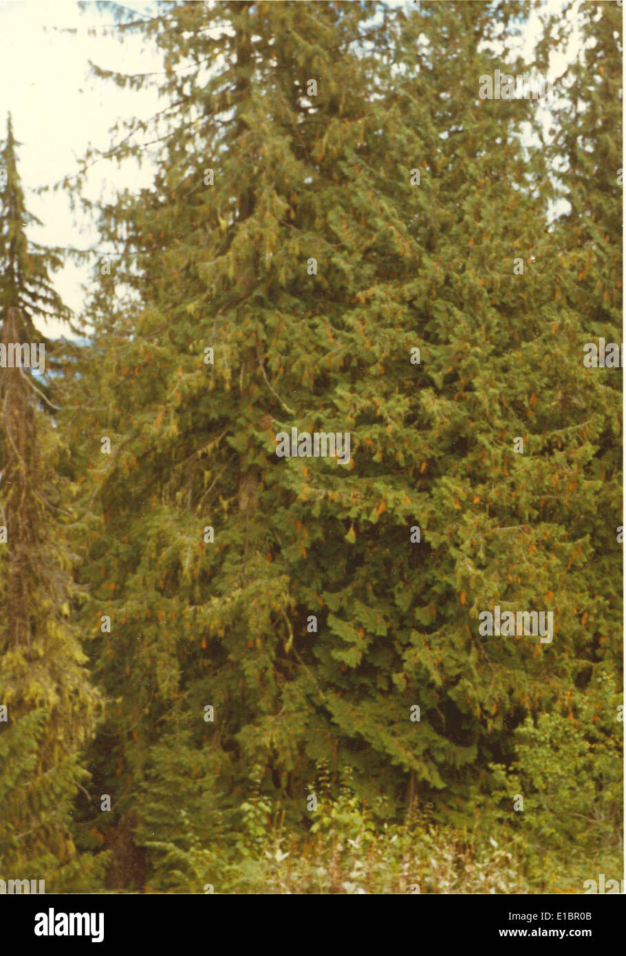 A photo from the Northern Region Archives, illustrating timber ...