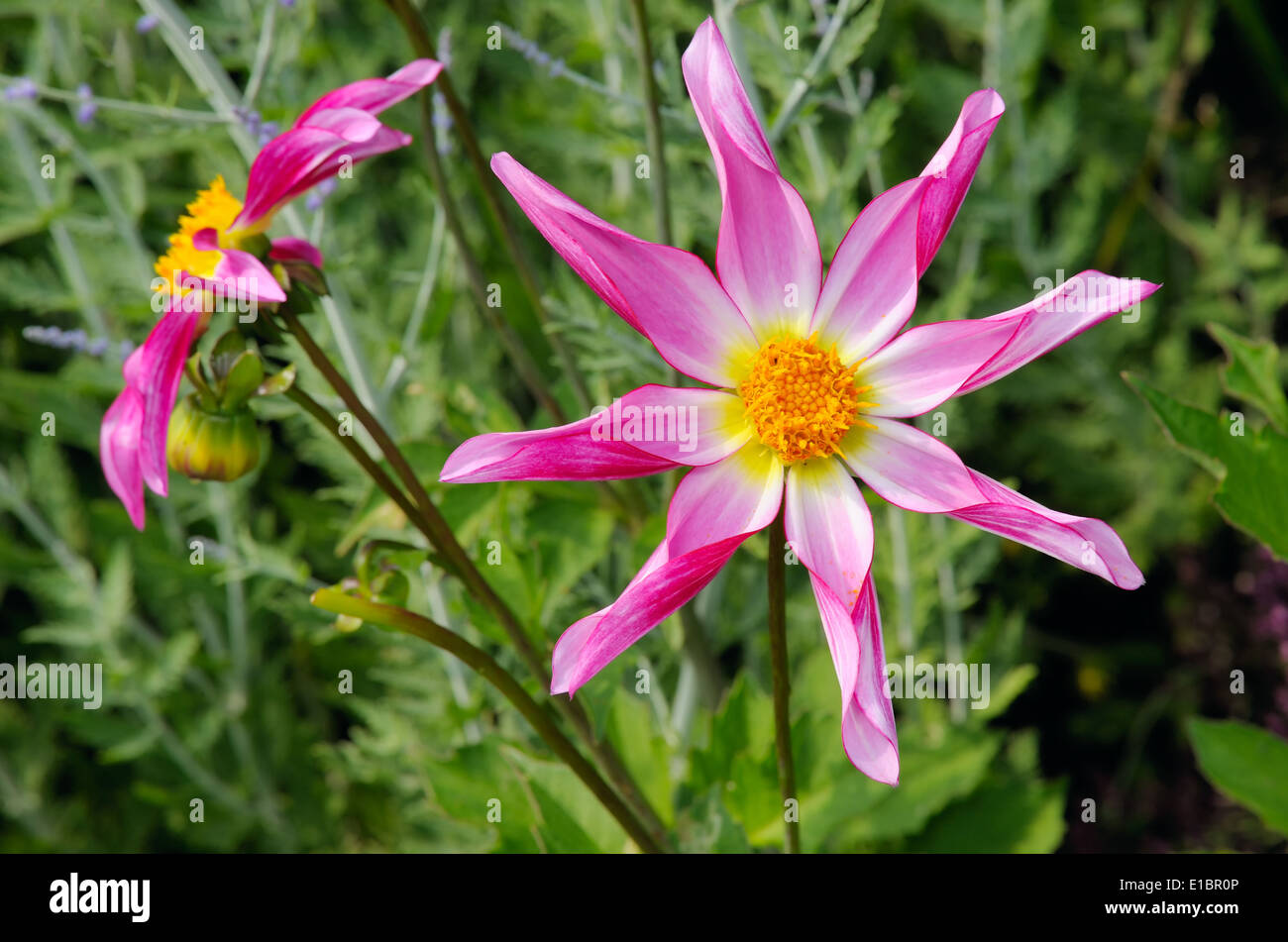 Tall dahlia plant with large flowers, variety Marie Schnugg Stock Photo ...