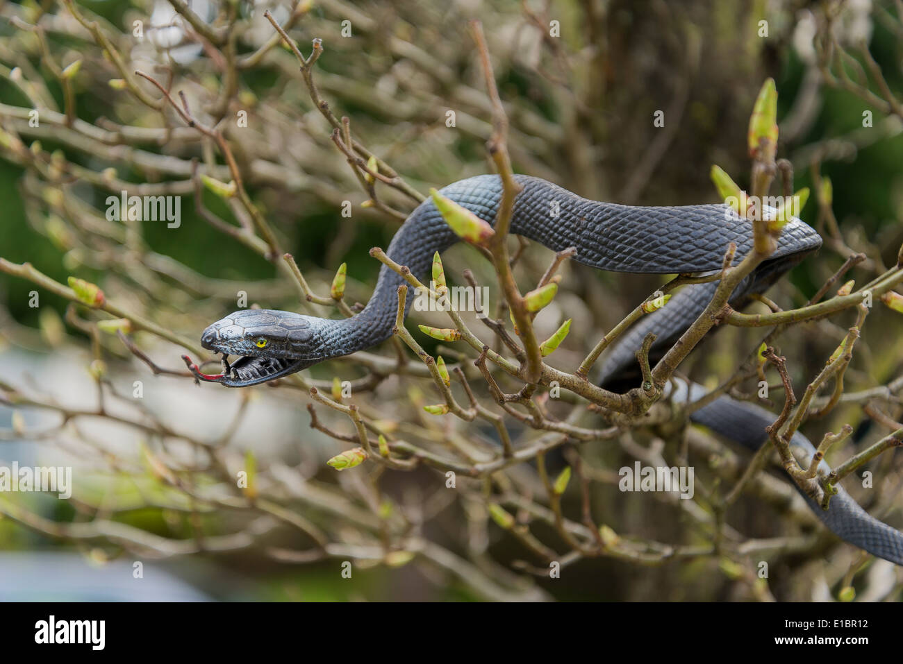 plastic snake in tree Stock Photo - Alamy