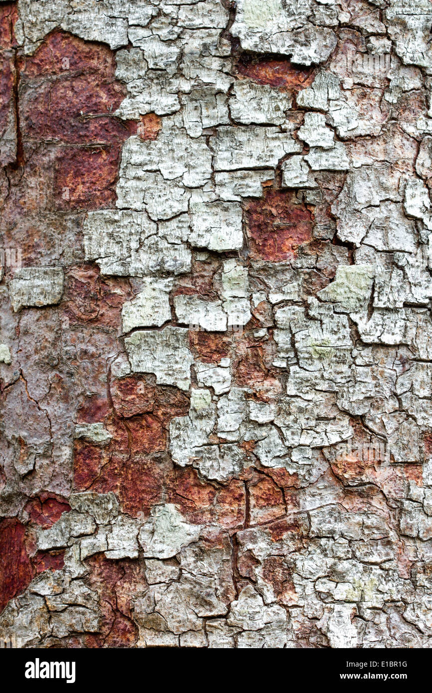 Bark Tree texture only full frame in nature Stock Photo - Alamy