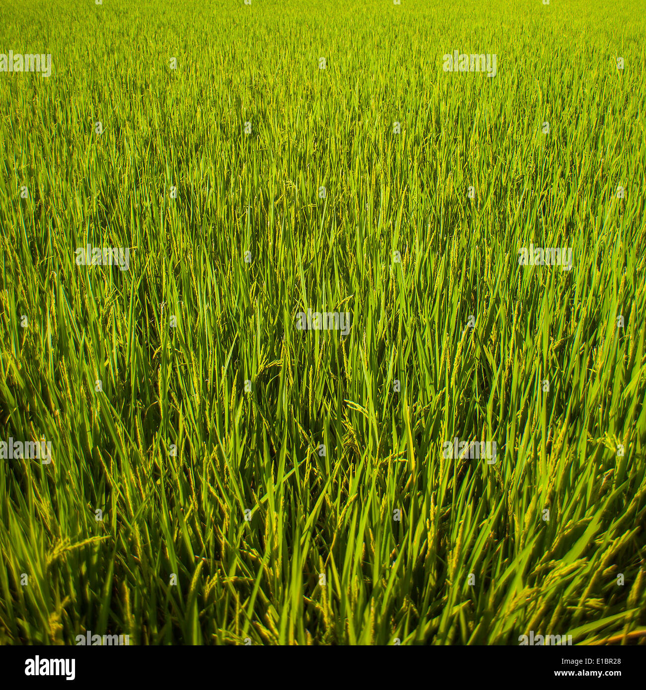 Rice seedlings field in THAILAND Stock Photo - Alamy
