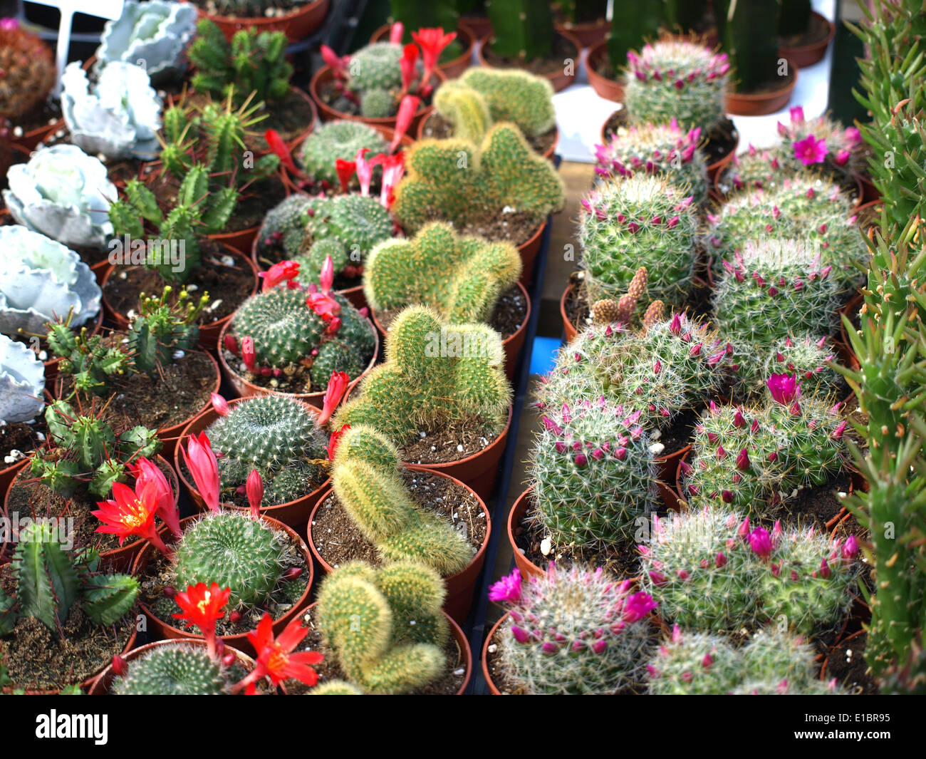 Colorful collection cacti in hi-res stock photography and images - Alamy