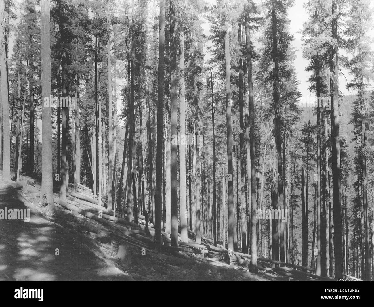 An archival photograph documenting wildlife observation and management ...