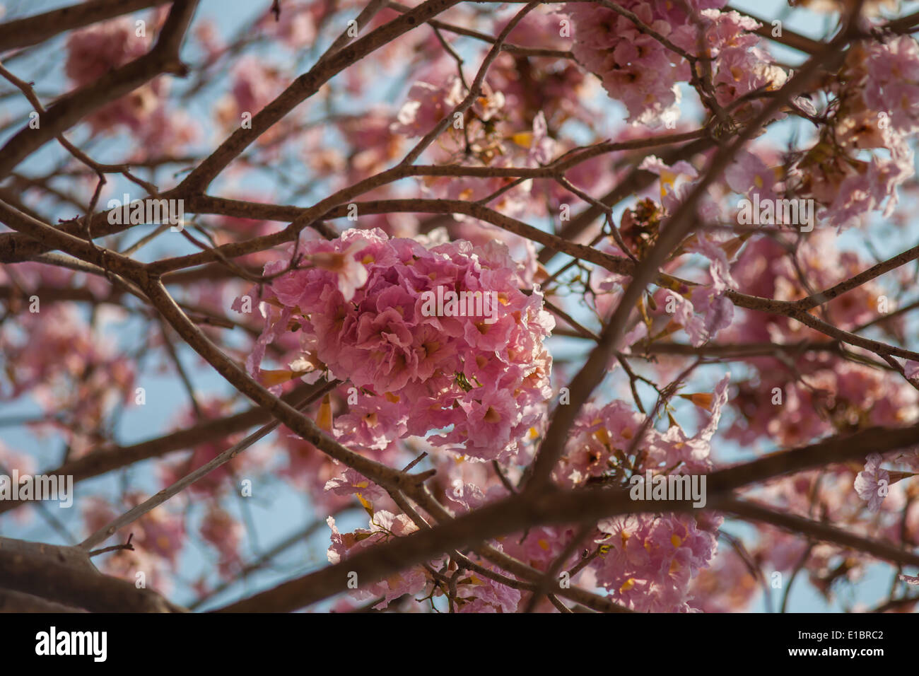 Pink blossom, pink pantip tree, Thailand Stock Photo - Alamy