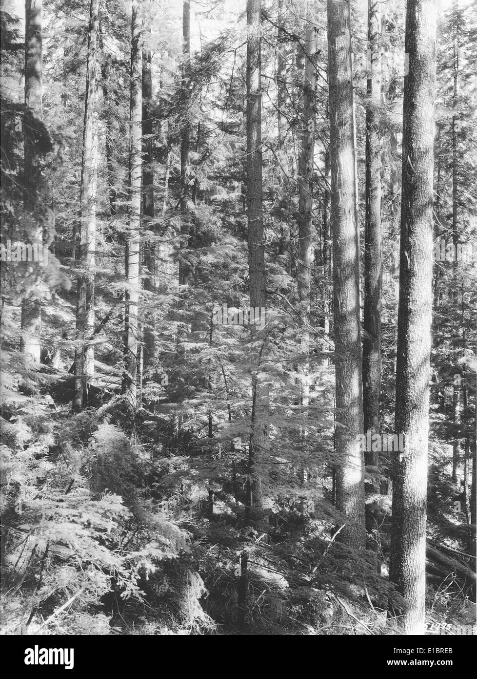 Image part wildlife conservation Black and White Stock Photos & Images ...