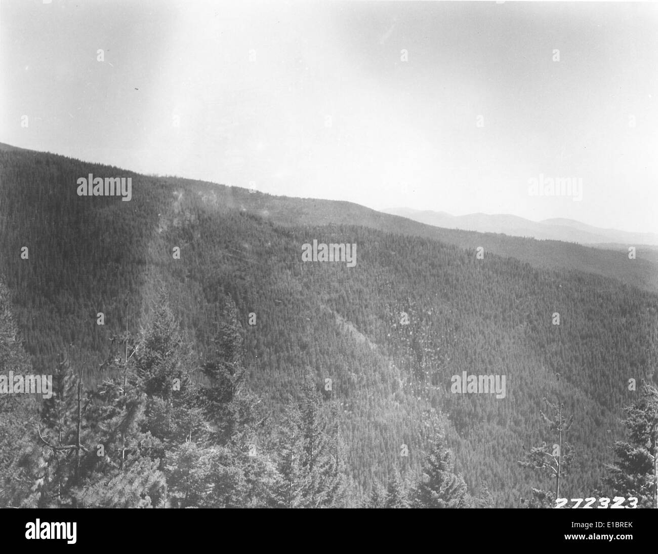 This image reference represents a file related to forest or wildlife ...