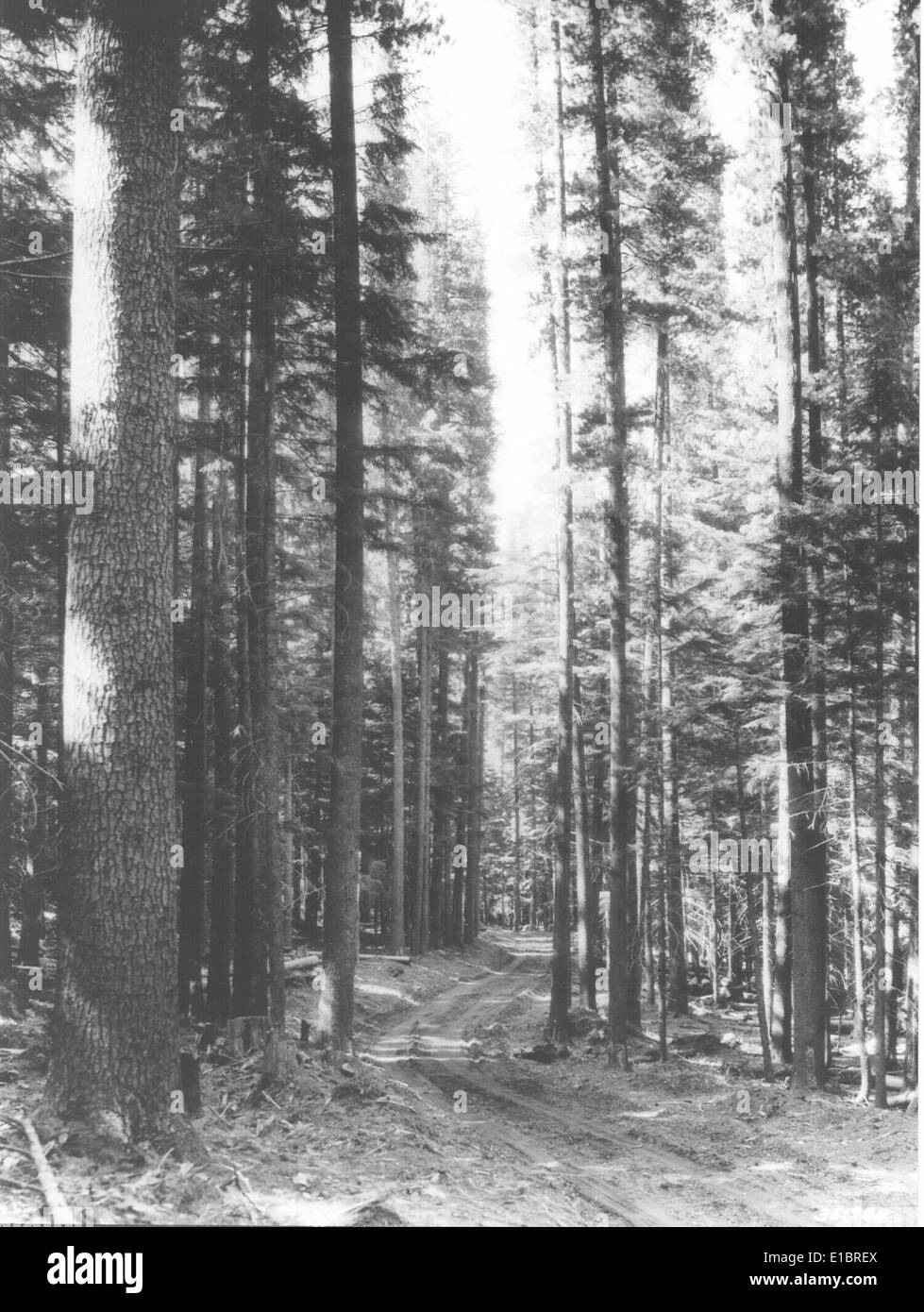 The species Hypercompe Scribonia, commonly known as the Giant Leopard ...