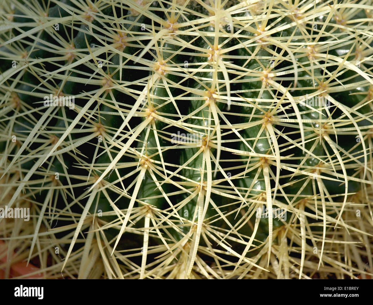 Large spines hi-res stock photography and images - Alamy