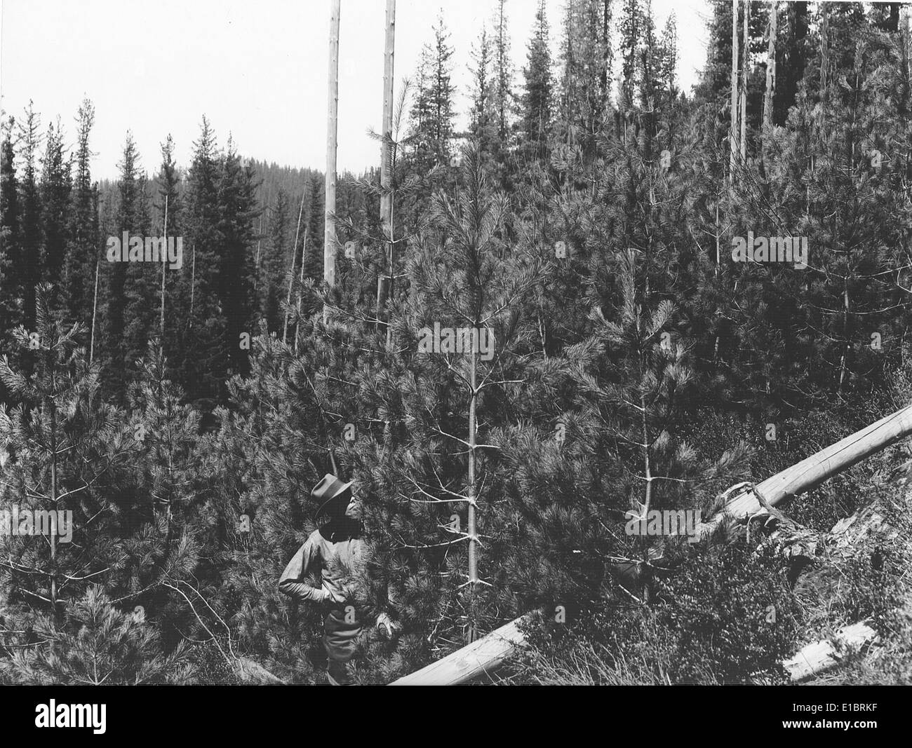 This image captures the aftermath of the Wallow Fire in the Apache ...