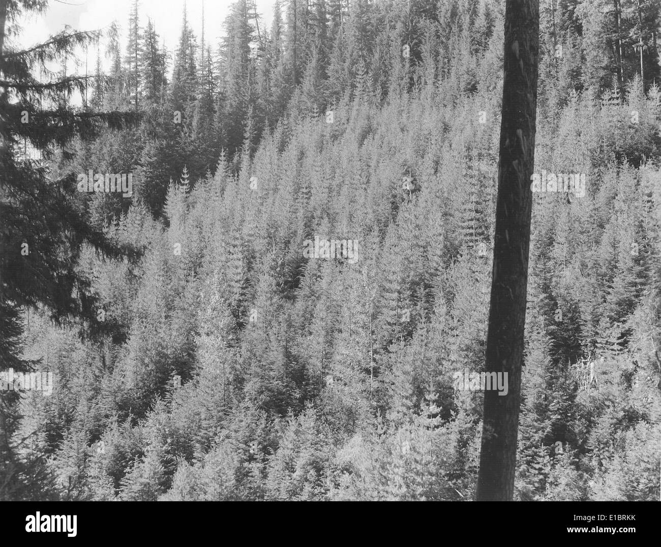 9299 Black and White Stock Photos & Images - Alamy