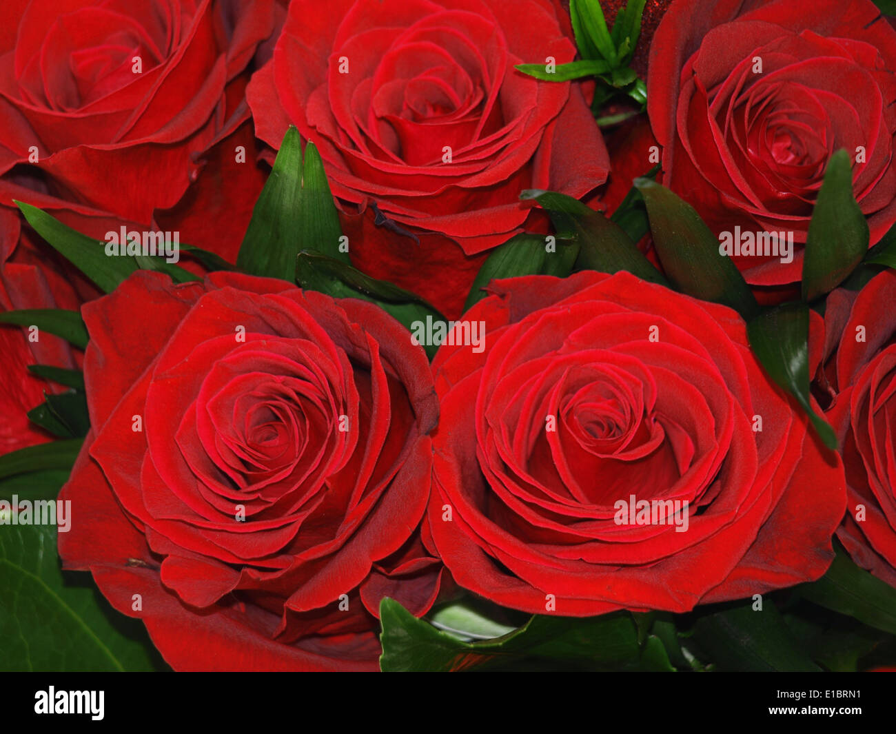 red roses for love Stock Photo - Alamy