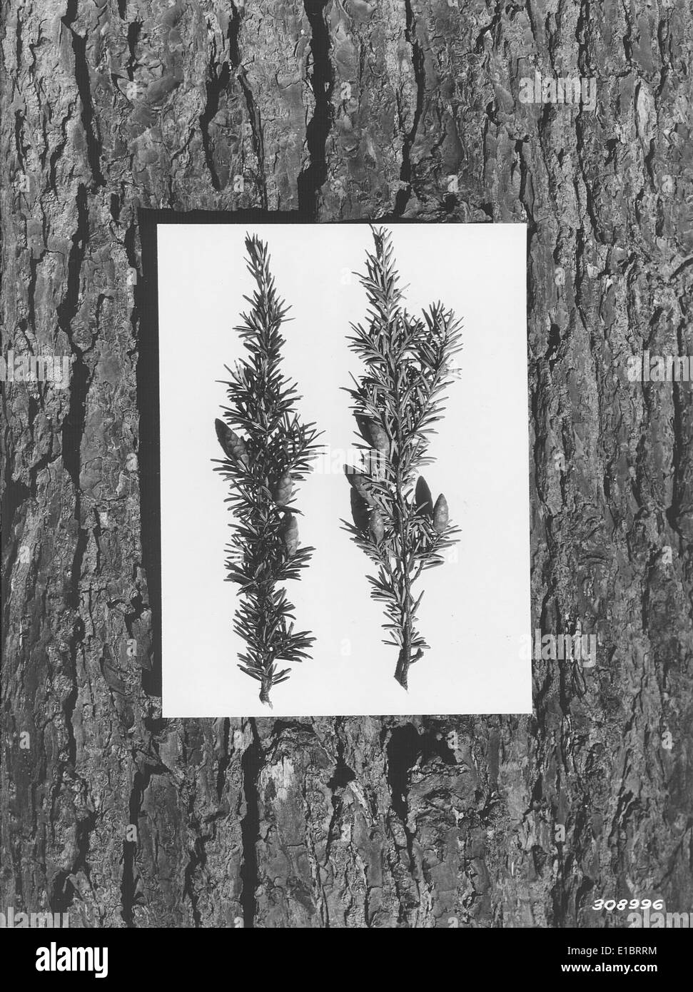 A historical photograph documenting the past, showcasing important ...