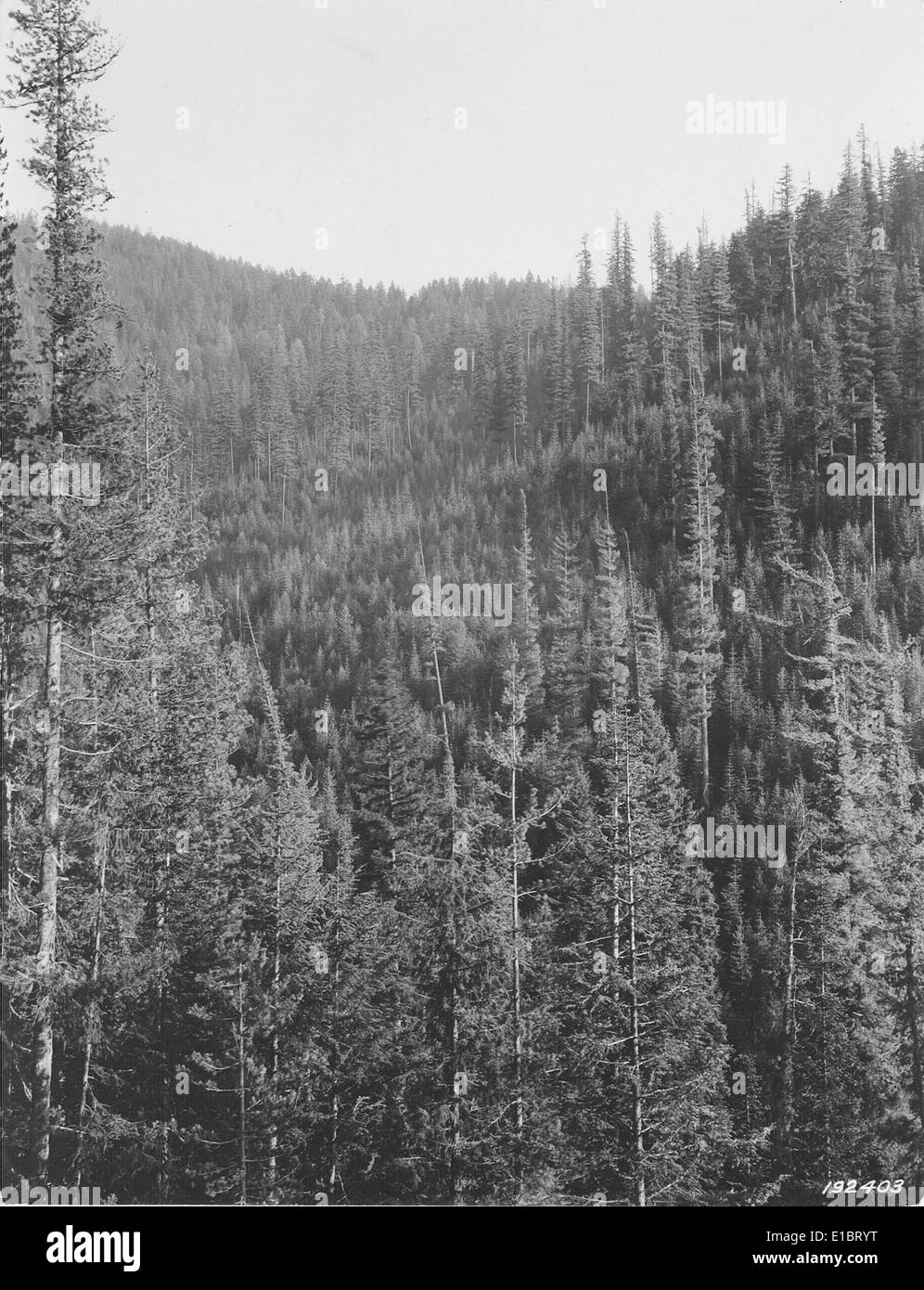 This historical photo captures early 20th-century wildlife management ...