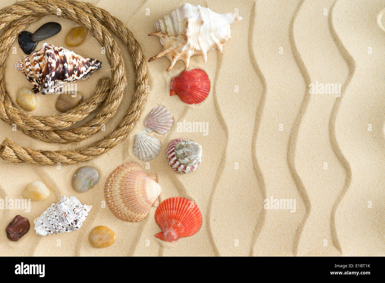 Marine still life with a collection of different seashells, waterworn ...