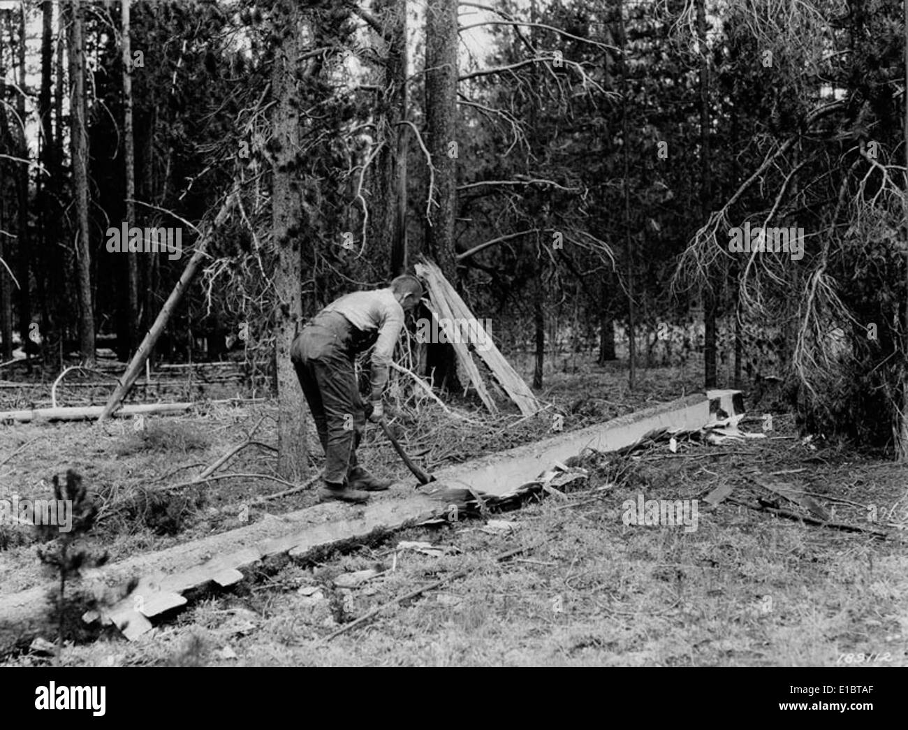 This archival photo from 1891 provides a historical view of forest ...
