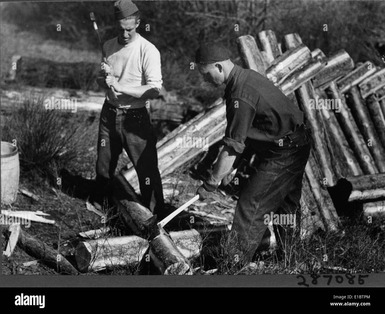 A photograph showcasing the White Trout Lily (Erythronium albidum) in ...
