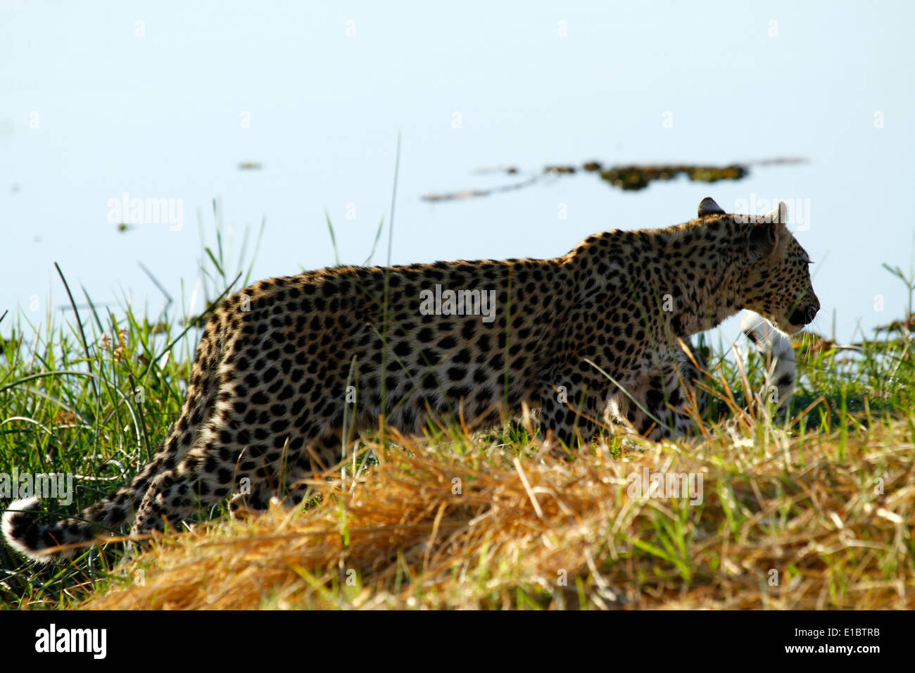 African Leopard beside the waterhole, long tail helps with balance when ...