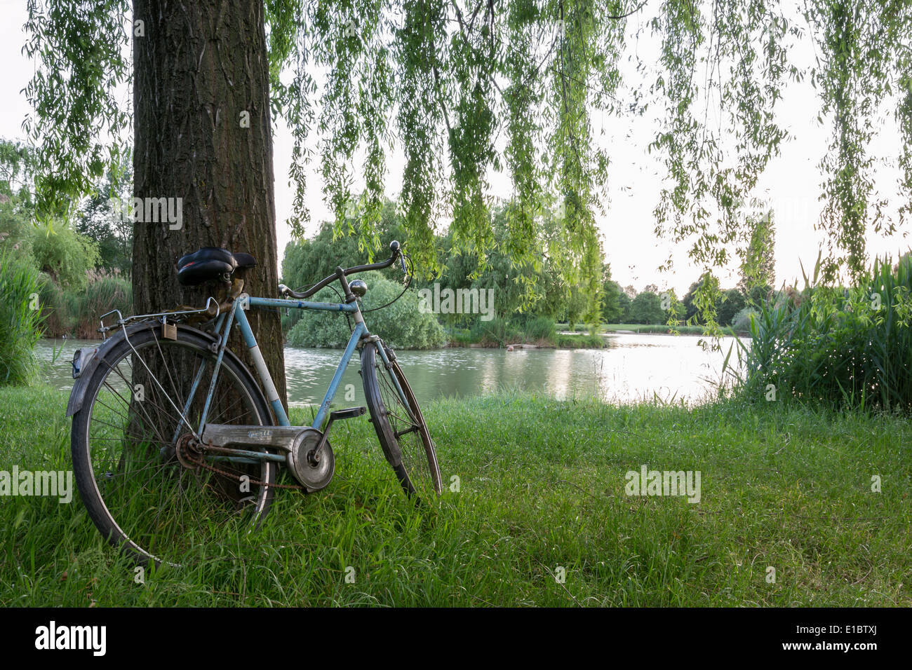 Bicycle under a tree in an italian garden Stock Photo - Alamy