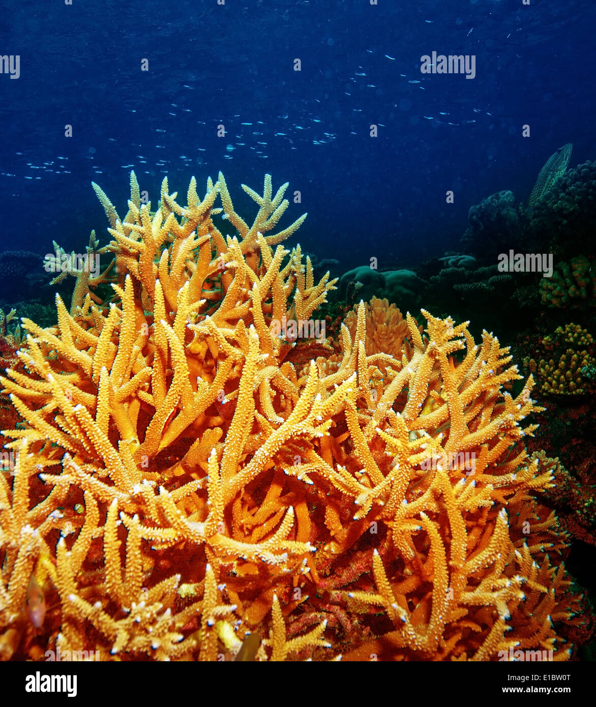 Coral underwater reef of Maldives island, undersea background ...
