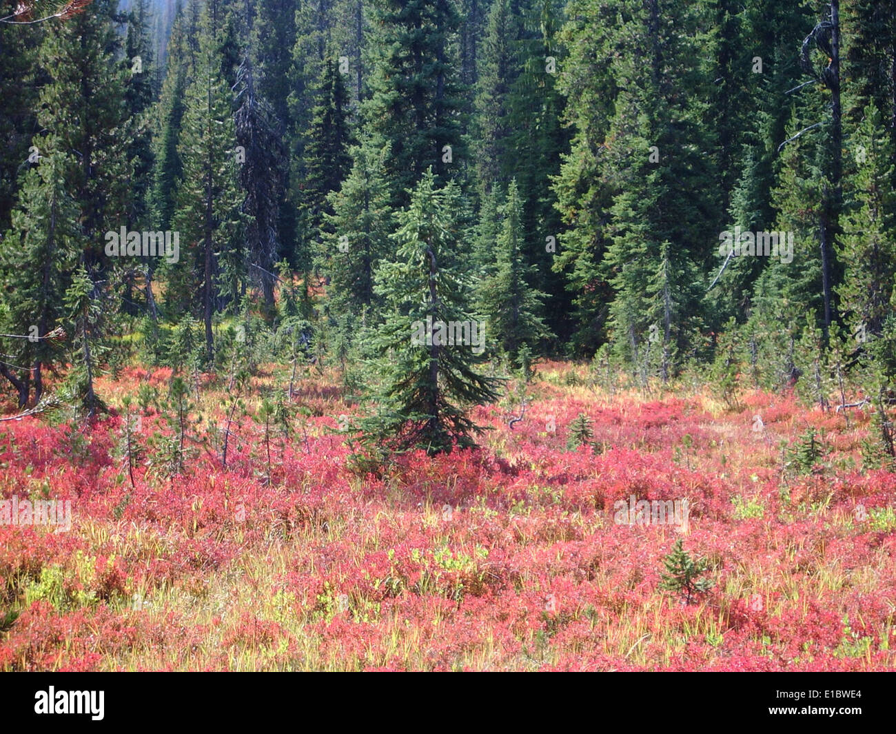 The 2011 fall season in the Bitterroot region featured vibrant autumn ...
