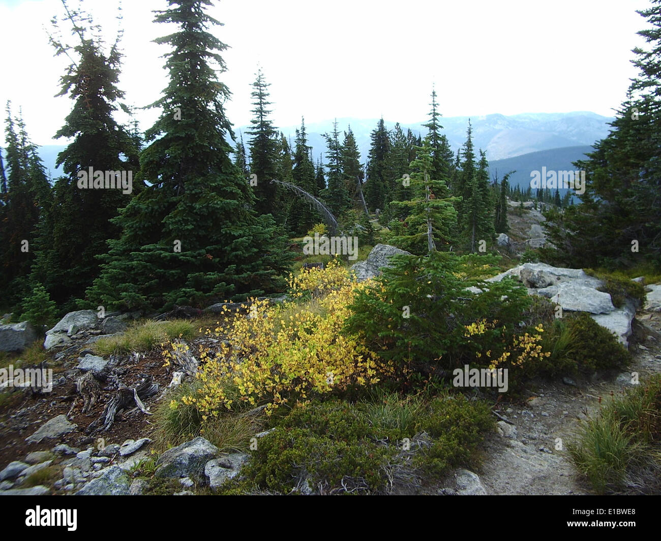 The fall foliage in Bitterroot Valley showcases vibrant autumn colors ...