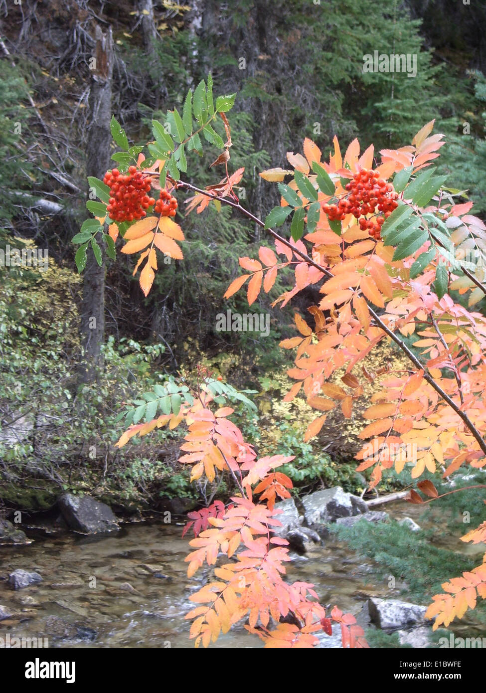 The fall colors in the Bitterroot National Forest offer a spectacular ...