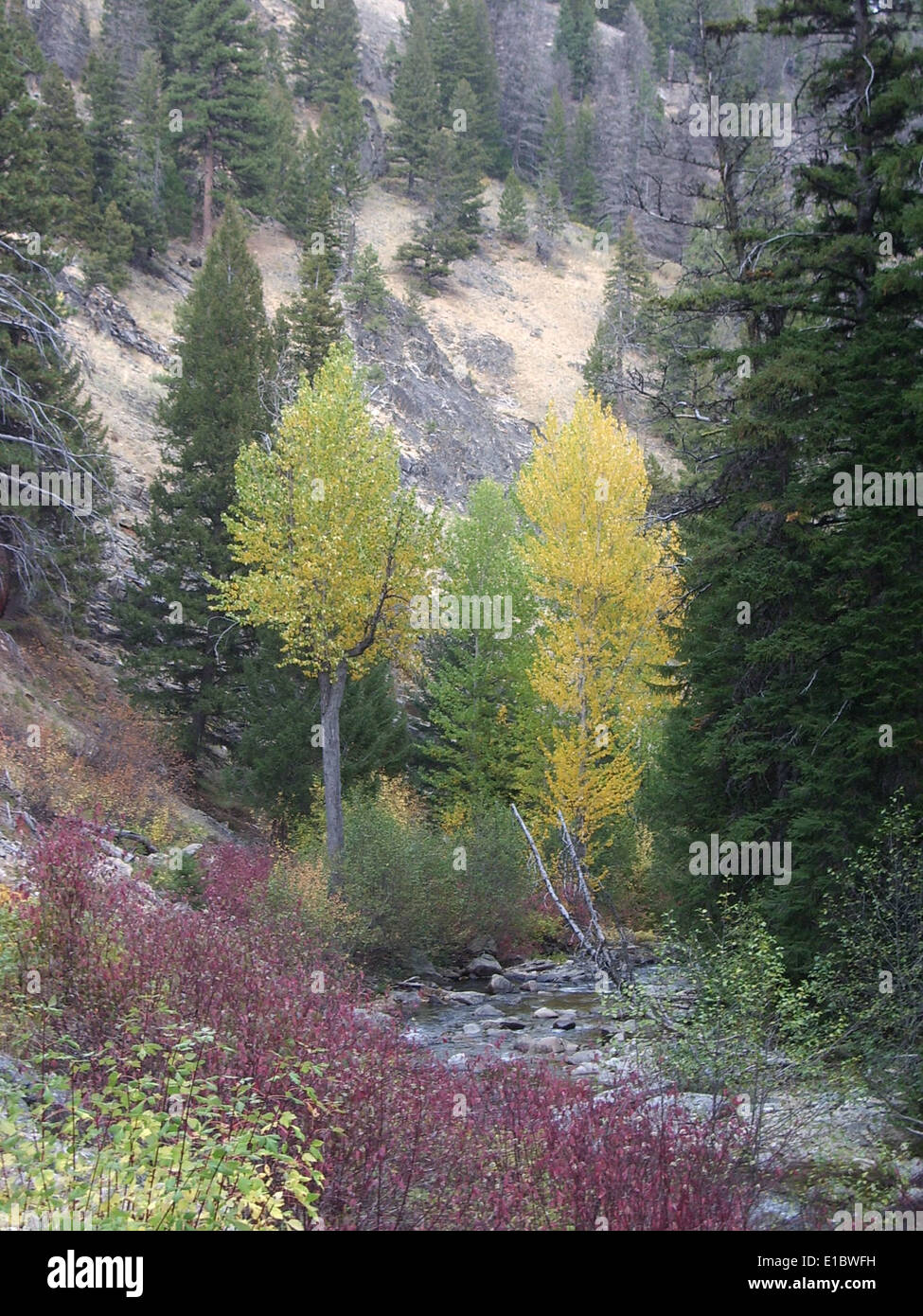 The 2011 fall season in the Bitterroot Mountains brought vibrant autumn ...
