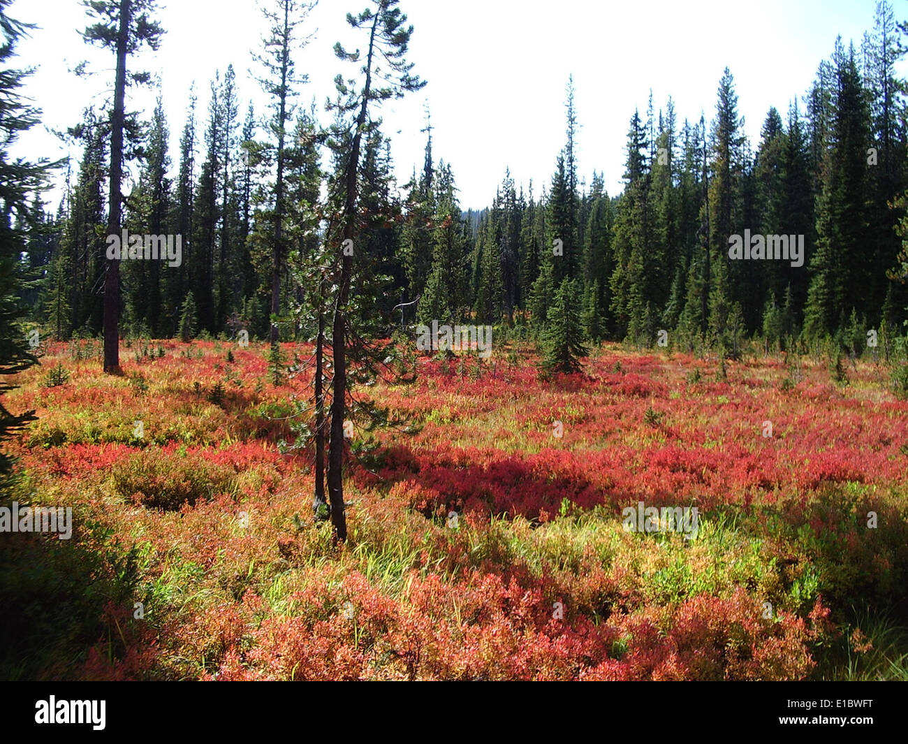 The 2011 fall season brought vibrant color to the Bitterroot trees in ...
