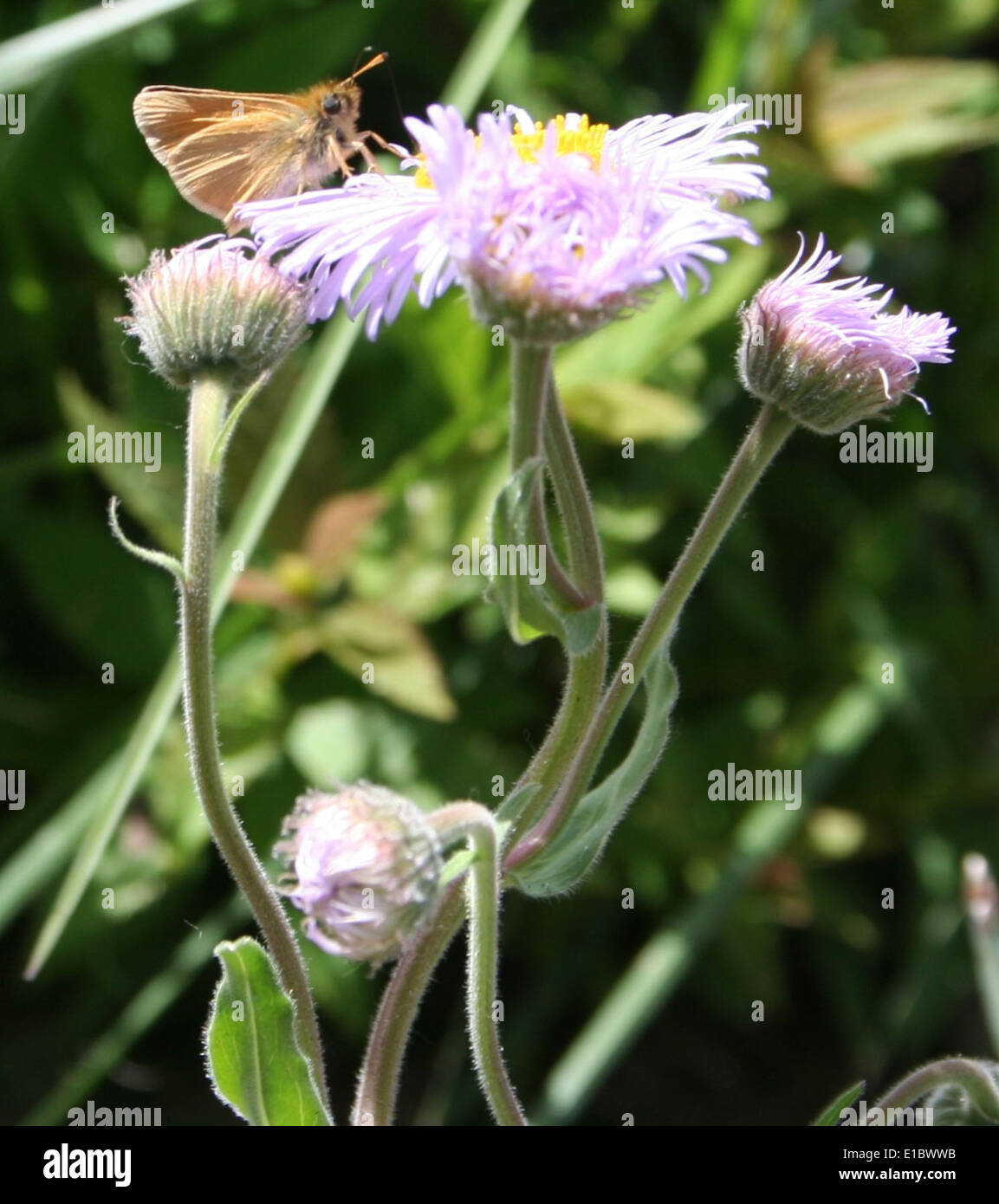 Pollinator gardens provide vital habitat for pollinators such as bees ...