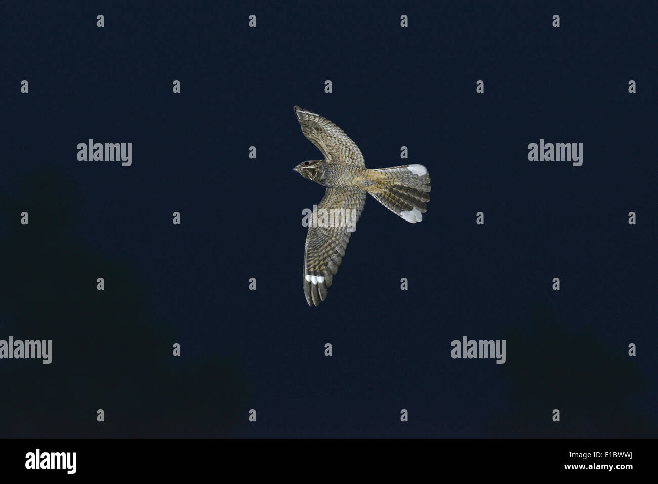 Nightjar Caprimulgus europaeus - male Stock Photo - Alamy