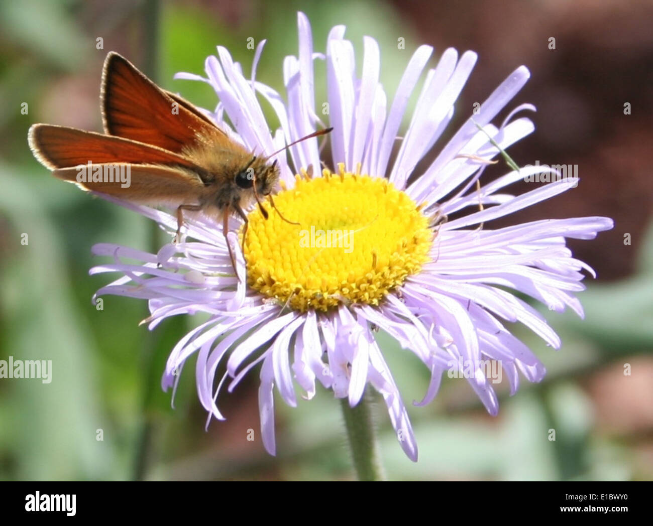 Bee and butterfly pollinators hi-res stock photography and images - Alamy