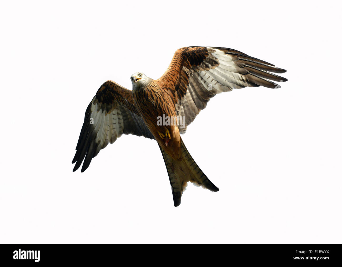 Red kite milvus raptor Cut Out Stock Images & Pictures - Alamy