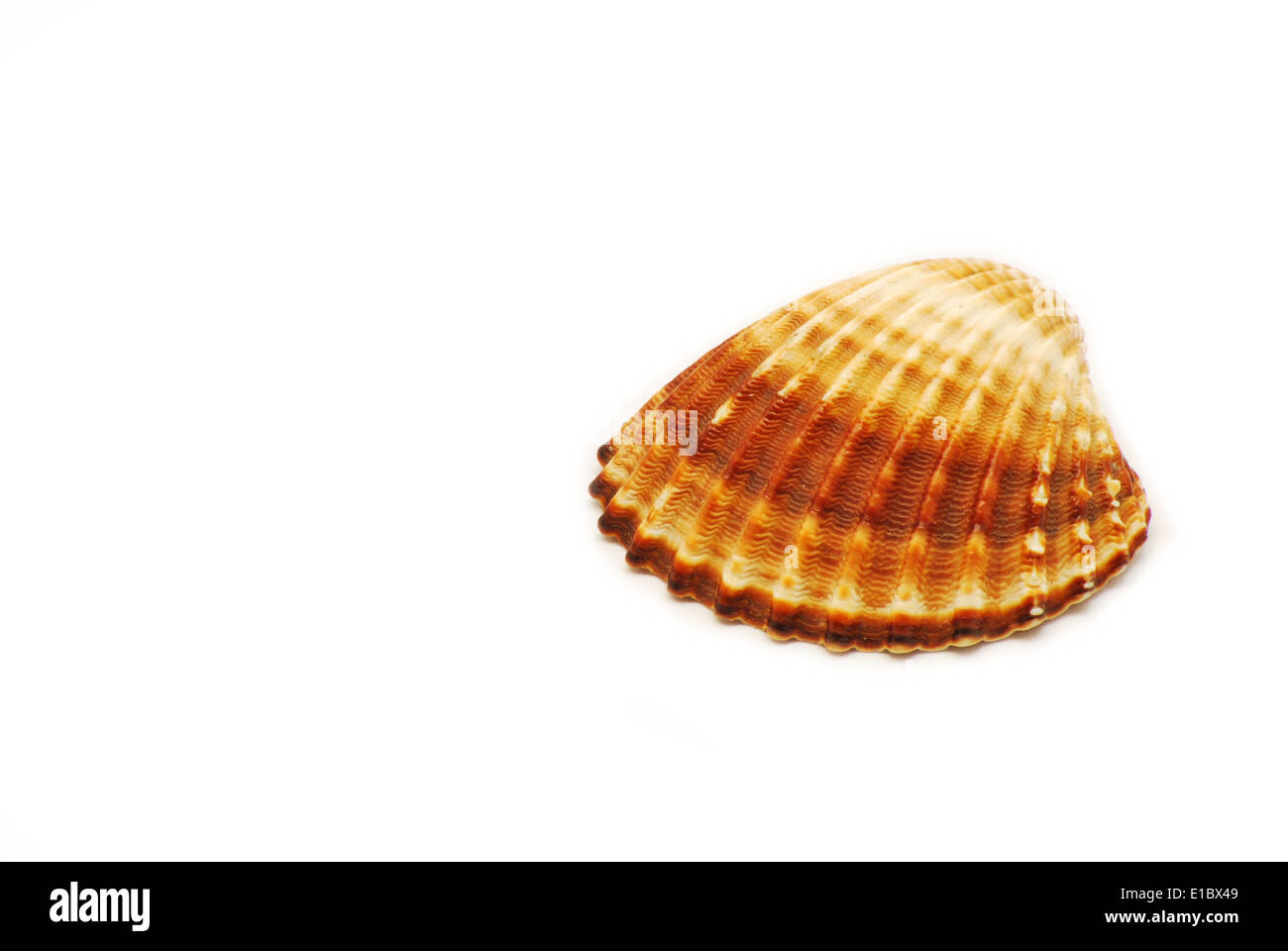 Beautiful shell isolated on white background Stock Photo - Alamy