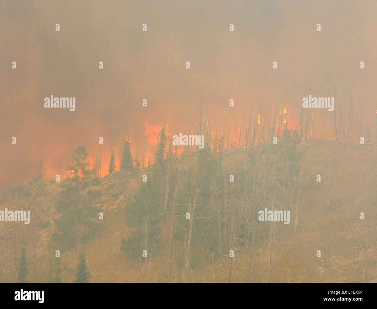 Wildlife fires hi-res stock photography and images - Alamy