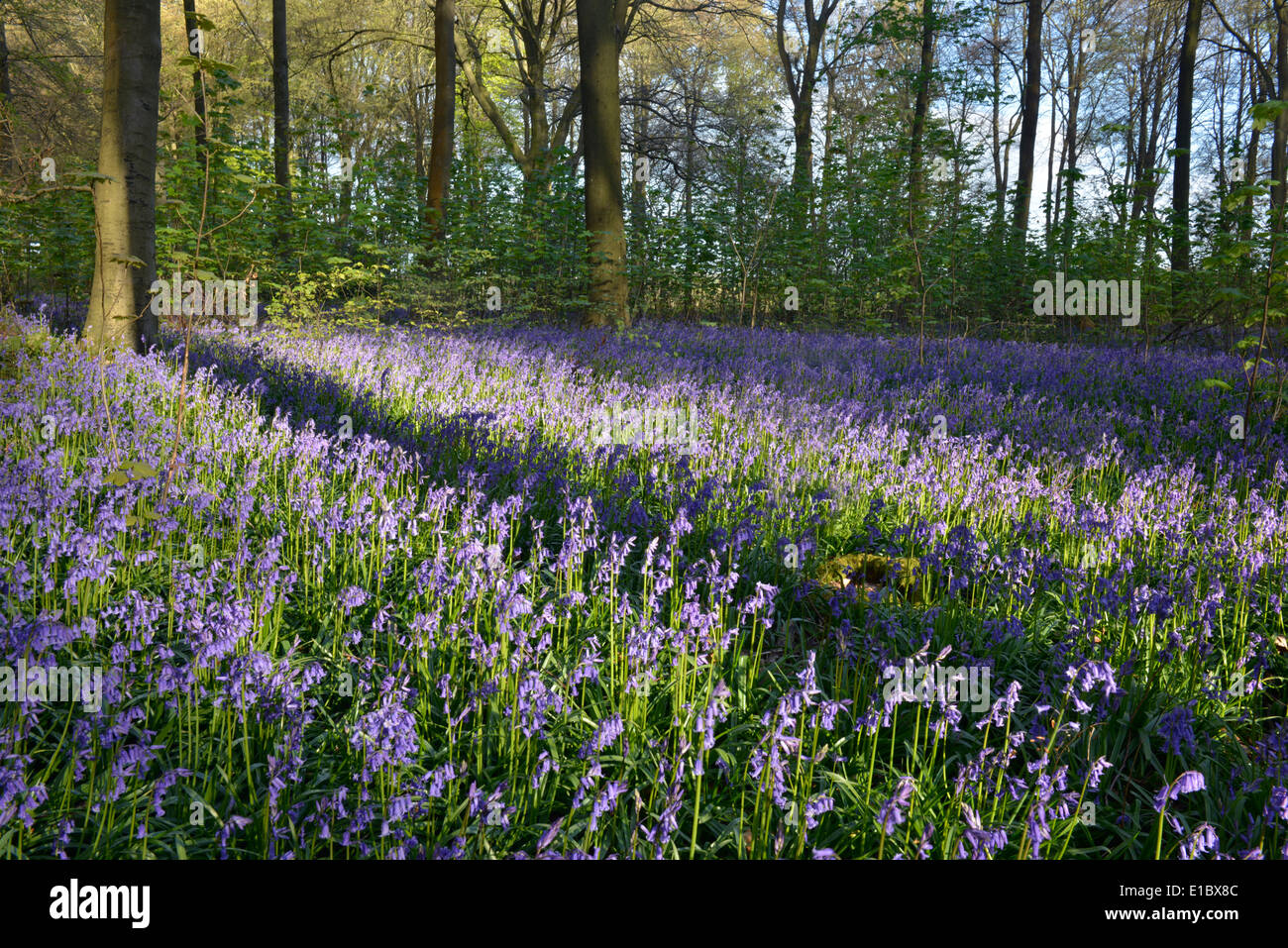 Bluebells in the woods hi-res stock photography and images - Alamy