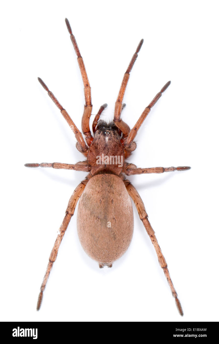 Drassodes hi-res stock photography and images - Alamy