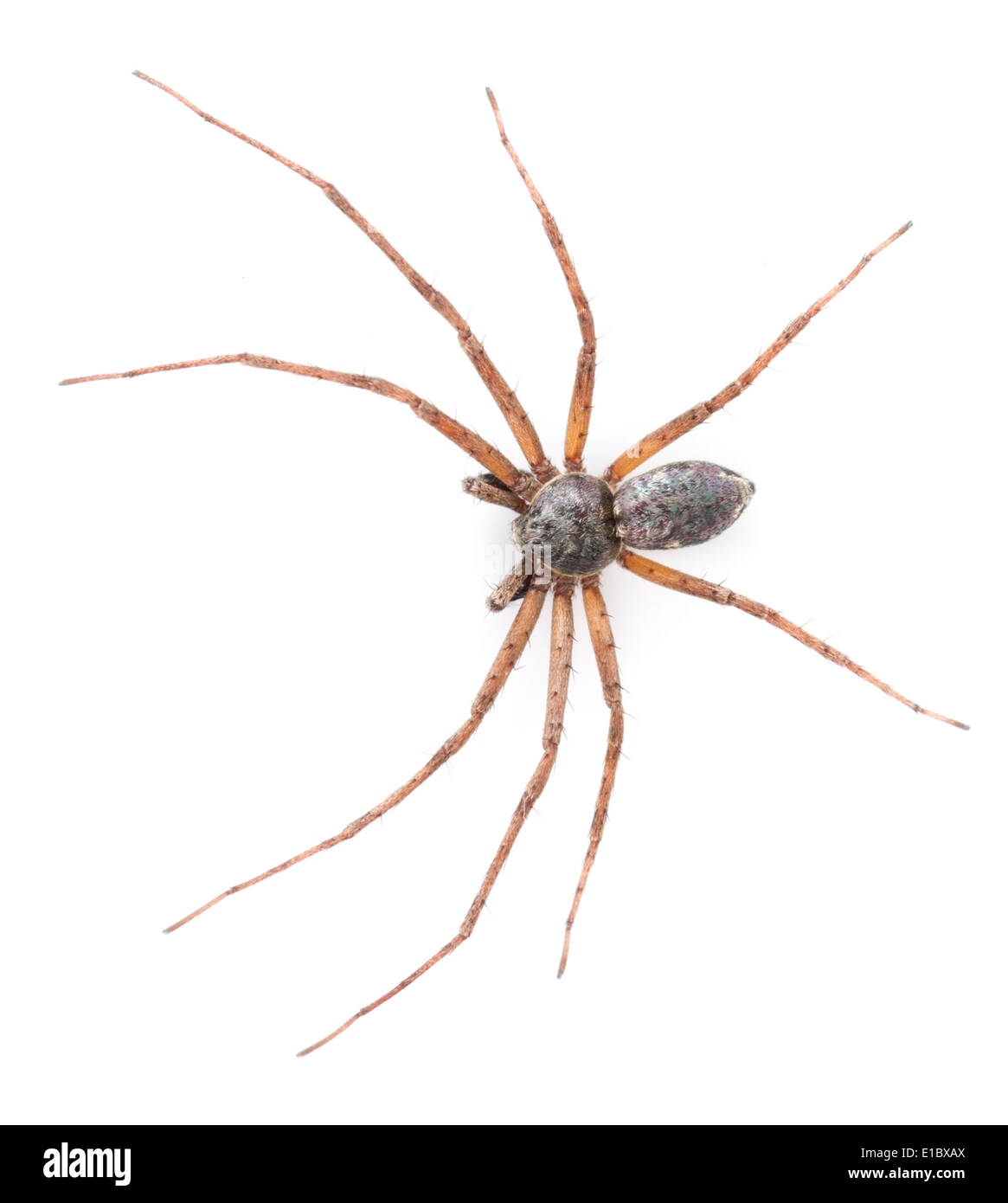 Aureolus High Resolution Stock Photography and Images - Alamy