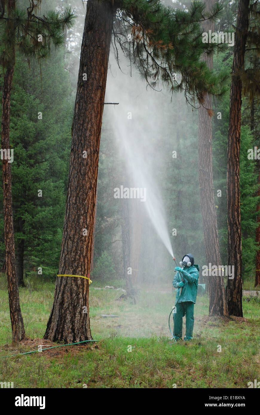 In 2011, the Bitterroot National Forest treated Ponderosa Pine trees ...