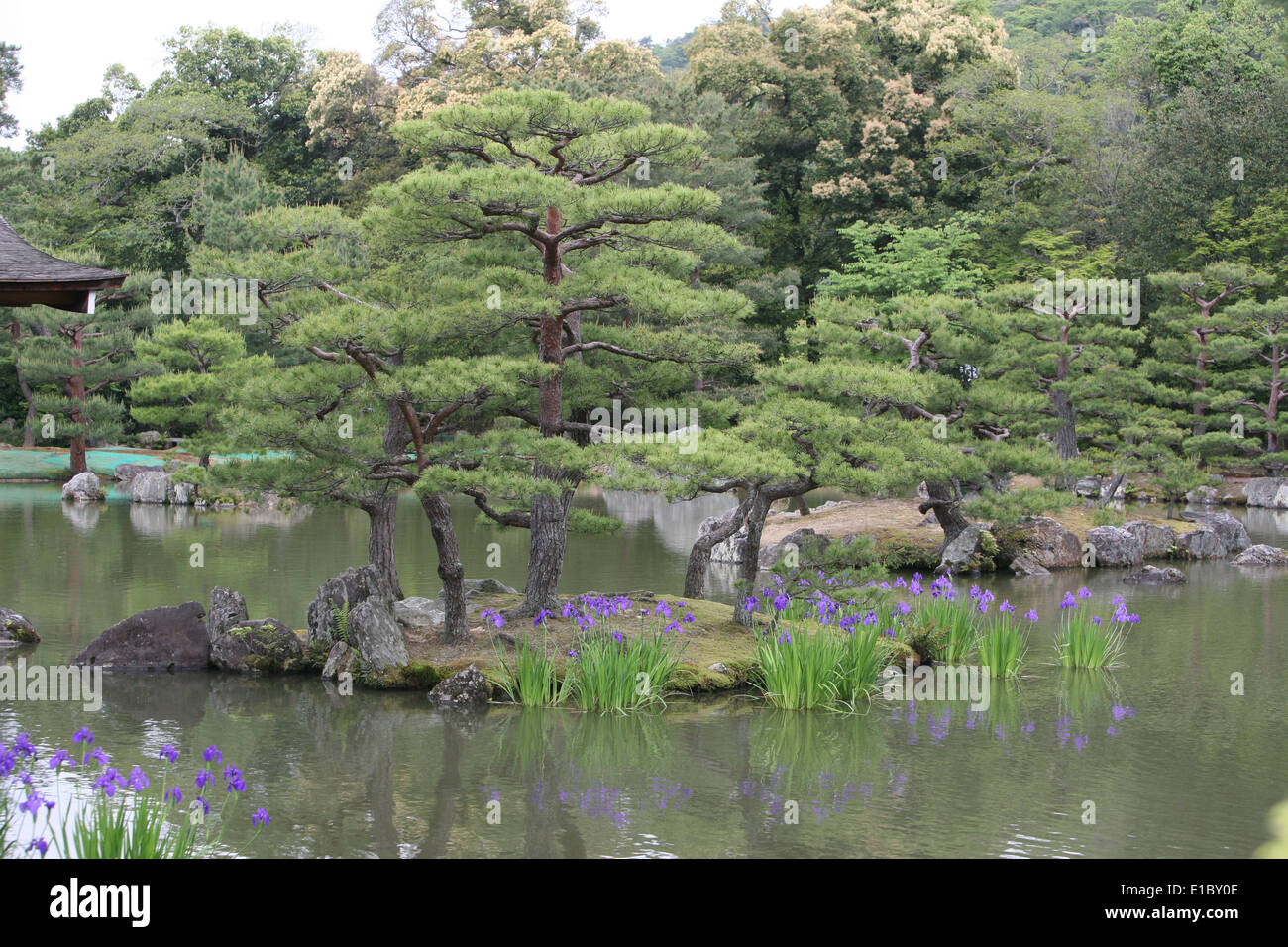 Shariden Kinkaku The golden pavilion, Rokuon-ji temple precinct Stock ...