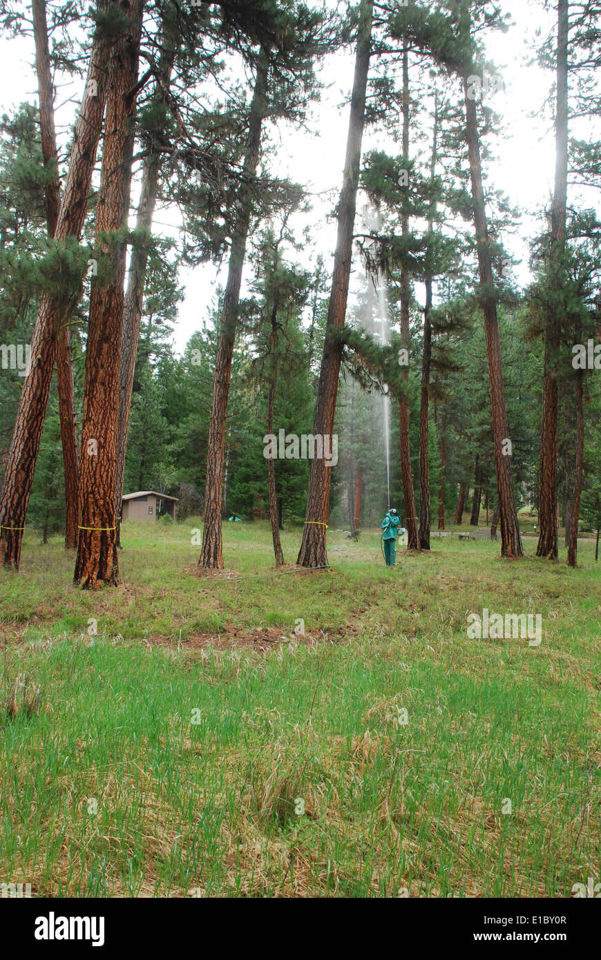 In 2011, the Bitterroot National Forest treated Ponderosa Pine trees ...