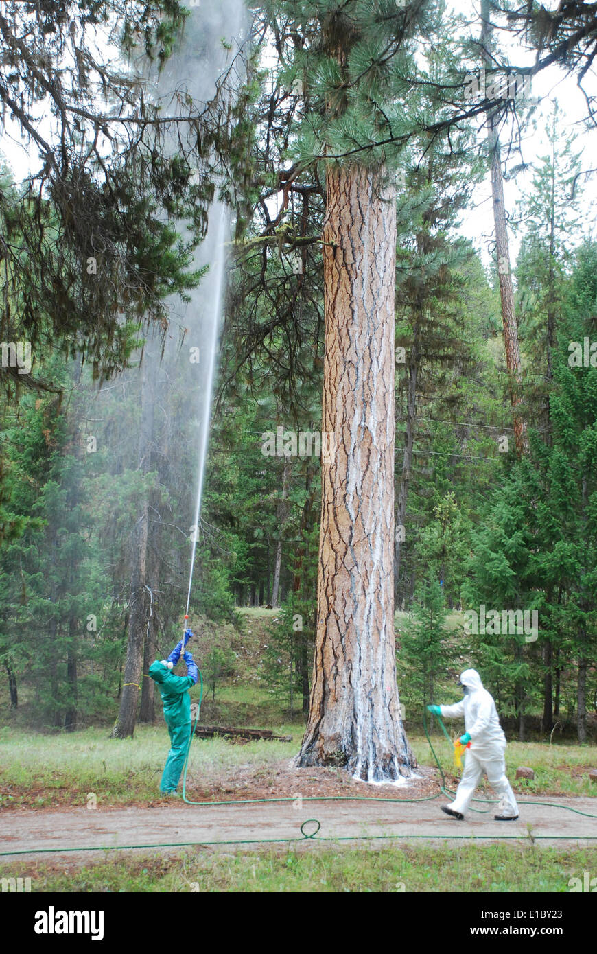 The 2011 treatment of Ponderosa Pine trees with Carbaryl insecticide at ...