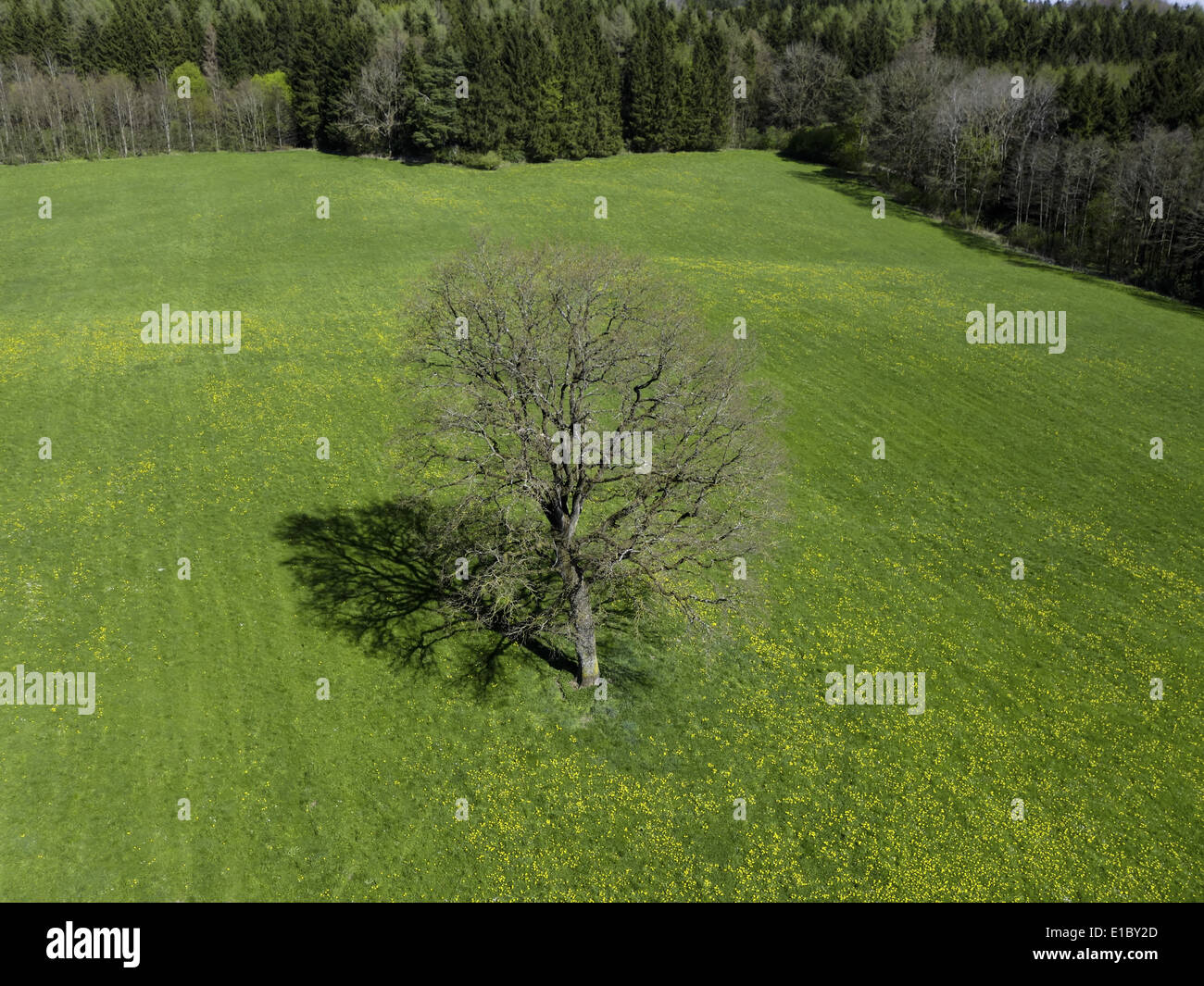 Baum im fruhling hi-res stock photography and images - Alamy