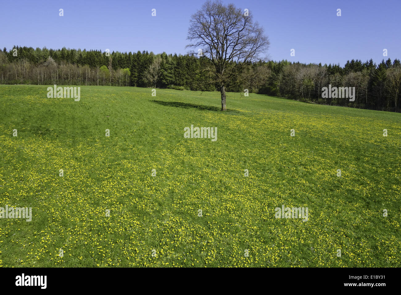 Baum wiese hi-res stock photography and images - Alamy